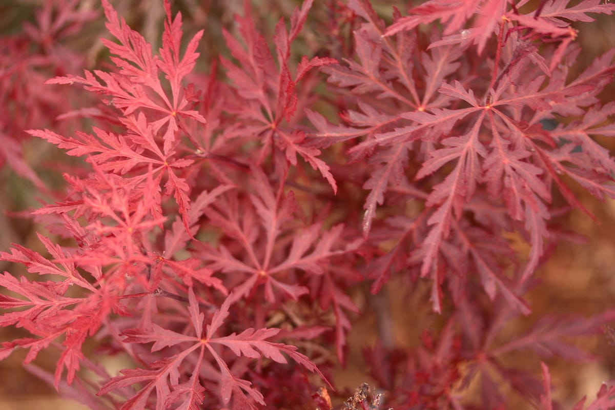 How big does a Red Dragon Japanese maple get? | by Conifer Kingdom | Medium
