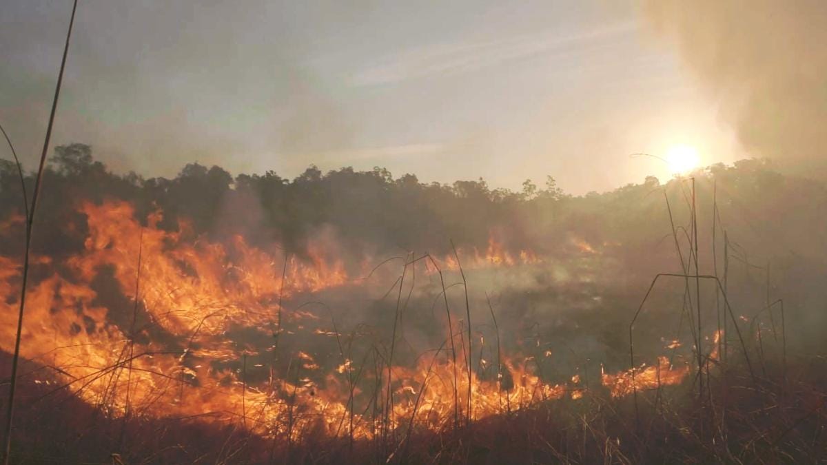 Keeping the fires burning — Australian Firehawks and the threat to ...
