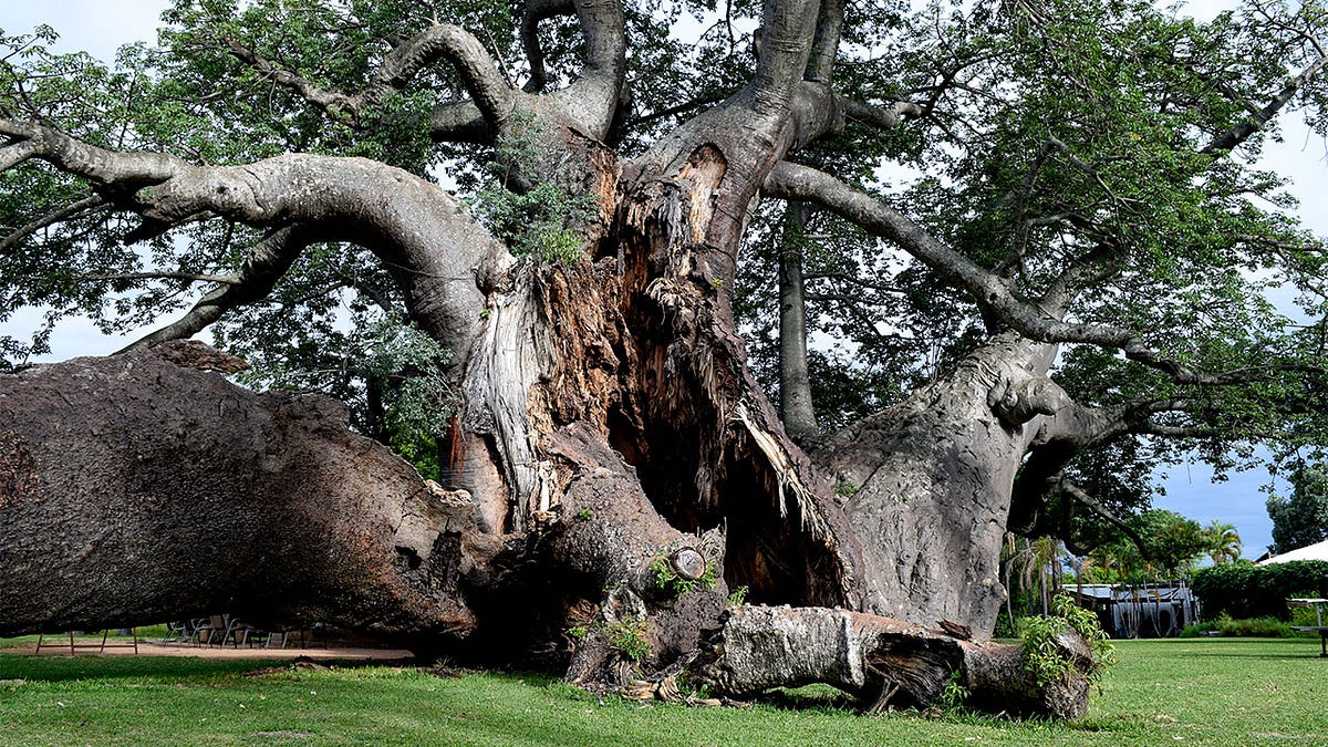 Africa’s Enigmatic Baobab Trees: Nature’s Ancient Giants | by Geniuz ...