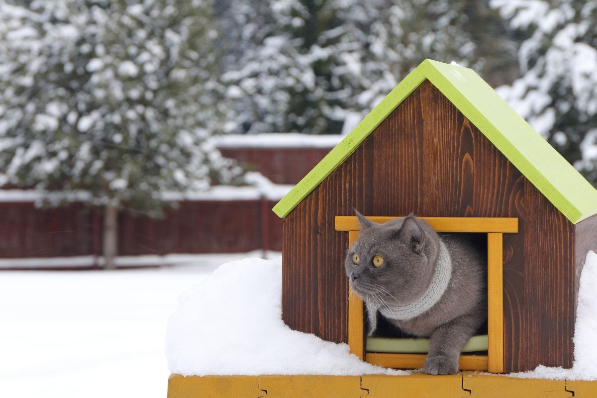 Top 10 Outdoor Cat Houses for Winter: Keep Your Feline Warm and Safe ...
