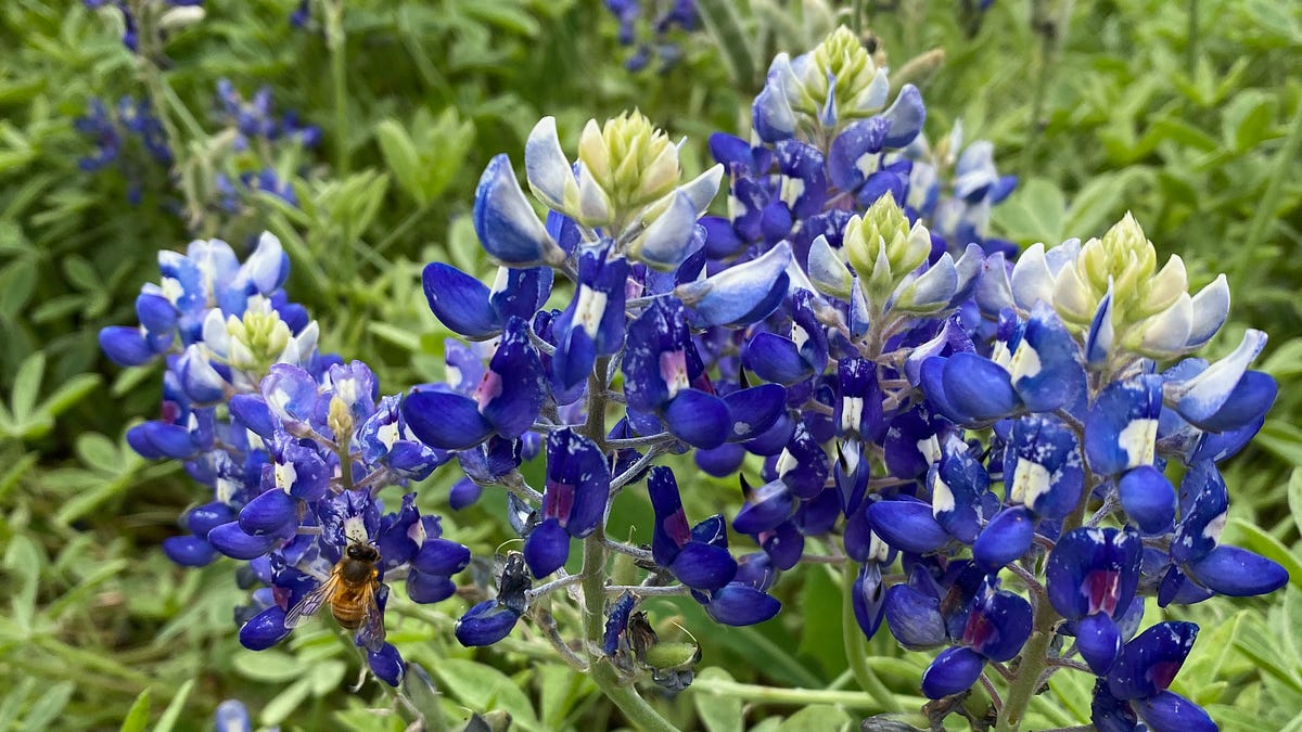 Liver Element in Spring. It’s Spring! Check the bluebonnets —… | by ...