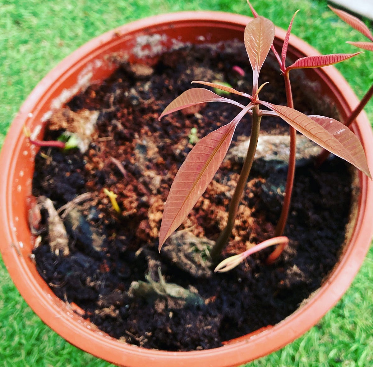 Growing Mangoes in the Netherlands | by Yamini Hundare | hiKite | Medium