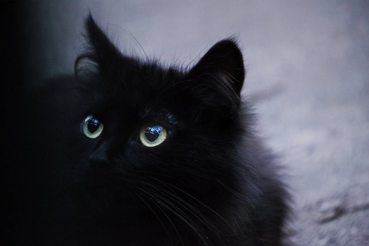 A Poem A Day: Day 9. “A Feline’s Quest” | by Daily Poetry | Medium