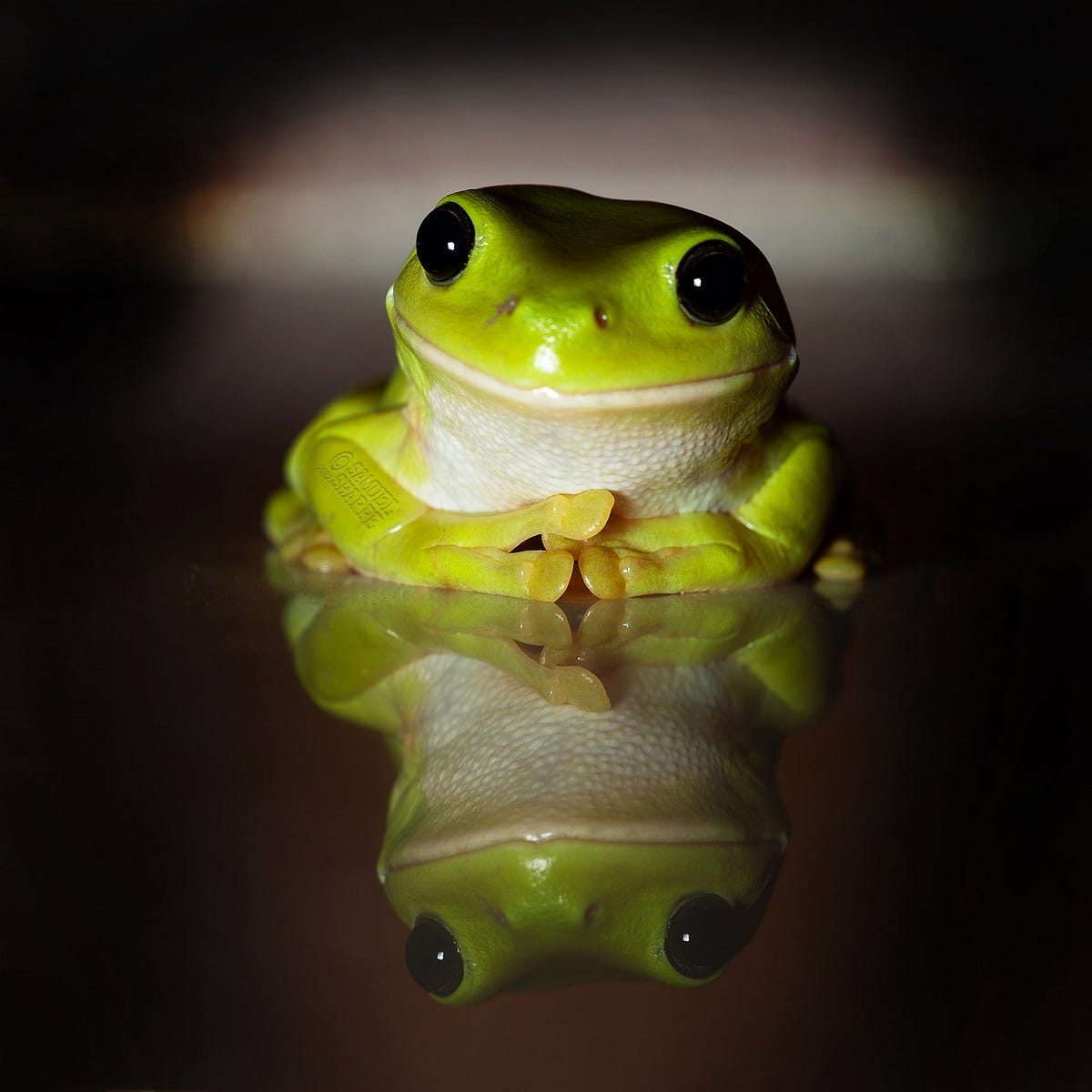 Hello. I’m Murphy. Yes, you can call me Murph… | by Murphy Page | Medium