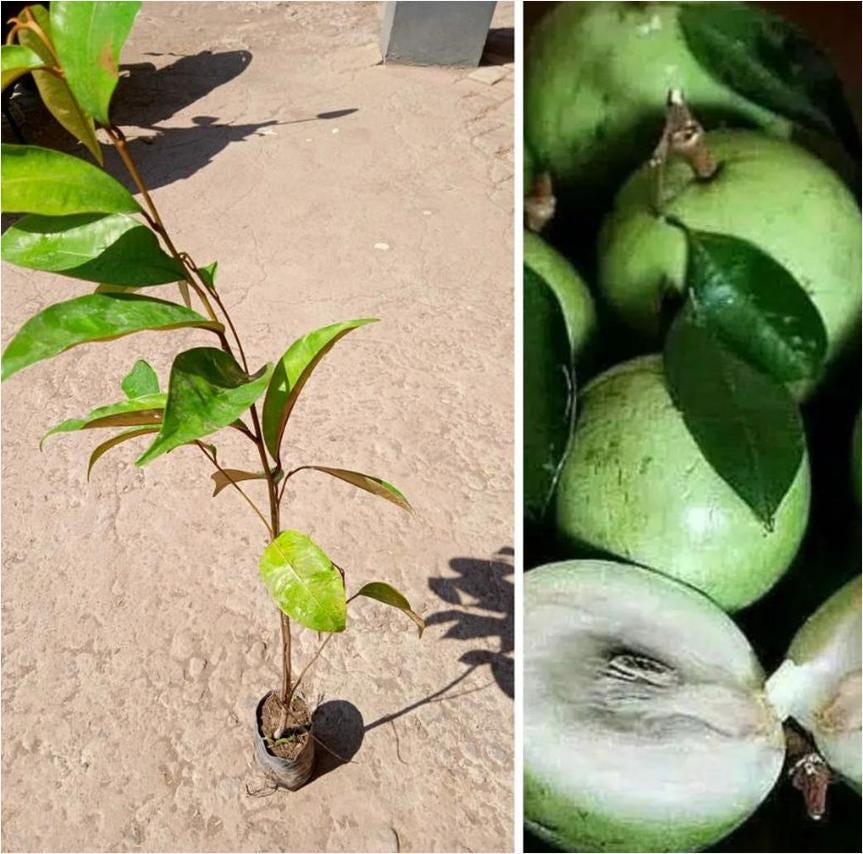 Bibit Kenitu Hijau Garut | by Damarplantys | Medium