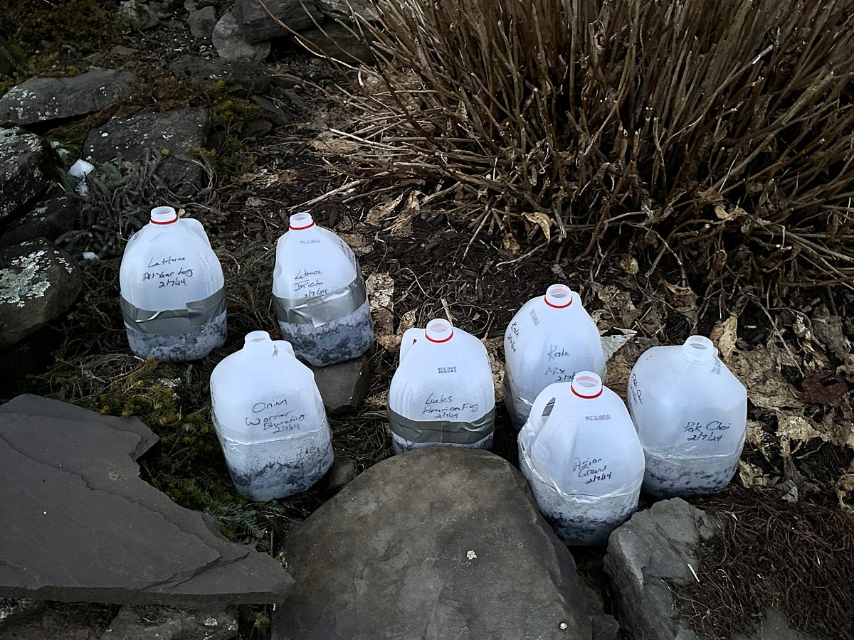 How to Start Your Seeds Outside in the Winter- Have You Tried Winter ...