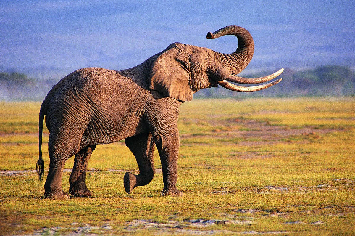 Functional programming in PHP : Why not ? | The Startup