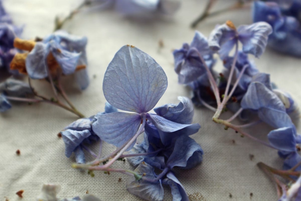 Spring too soon - Catherine Glynn - Medium