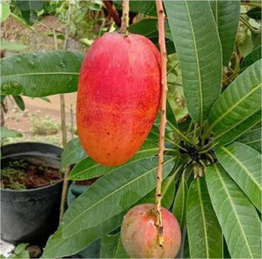 Bibit Mangga Garifta Merah Asli Tanaman Buah Hasil Okulasi Super Genjah ...
