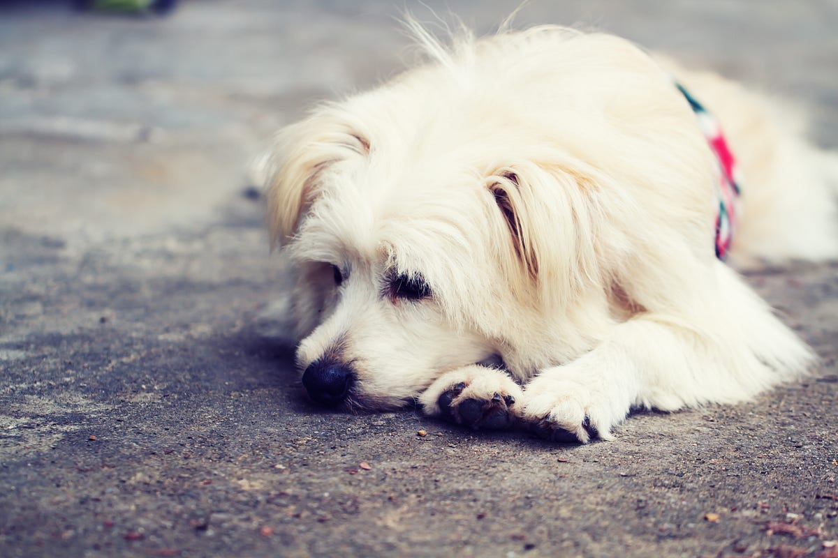 Dog bloat (GDV Gastric Dilatation-Volvulus): Symptoms, Causes ...