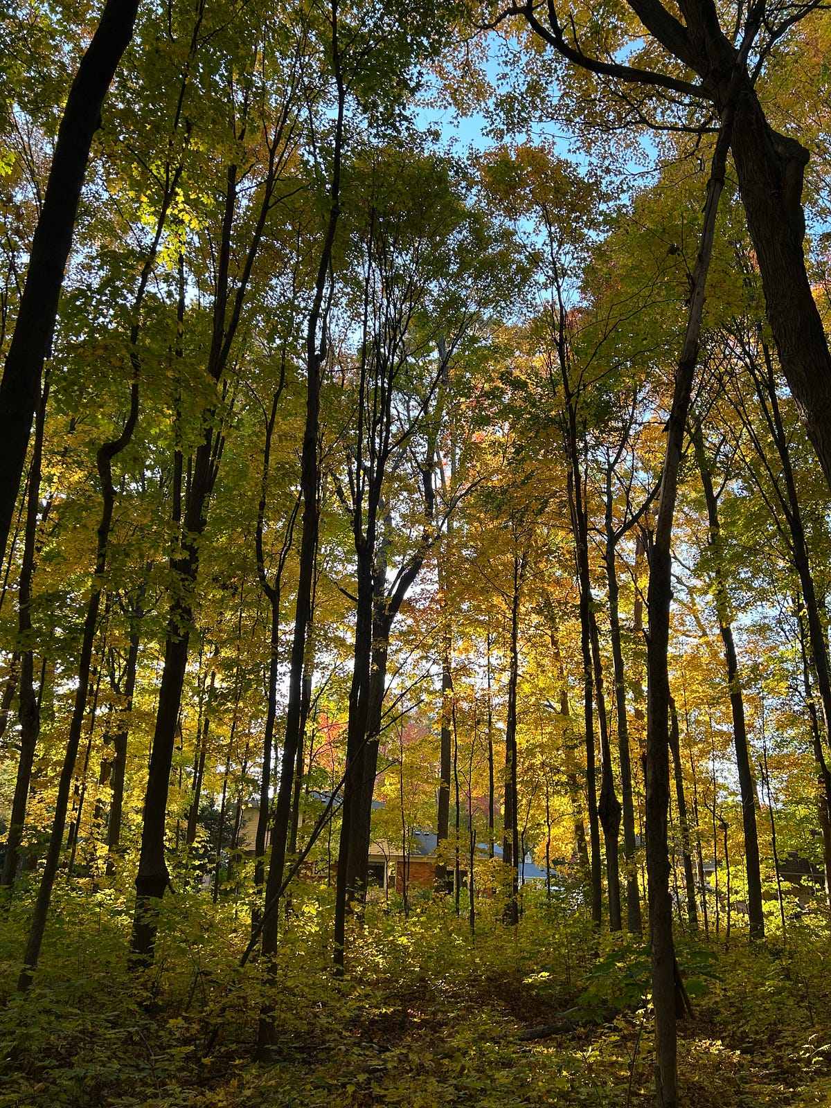Can’t See the Forest for the Trees? | by Danielle Bernock | Jan, 2025 ...