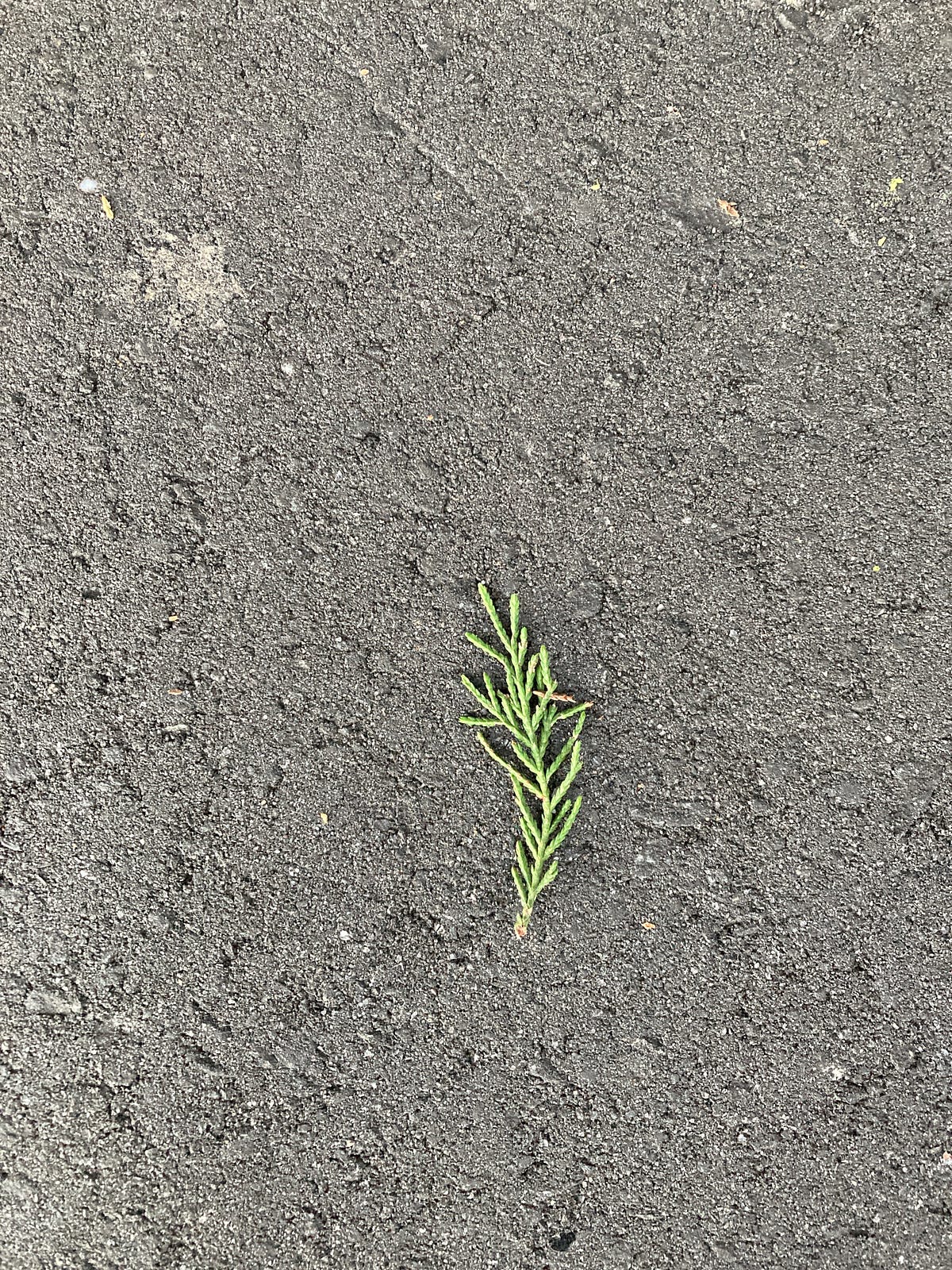 Haiku for a fir twig - Lucinda Ritter - Medium