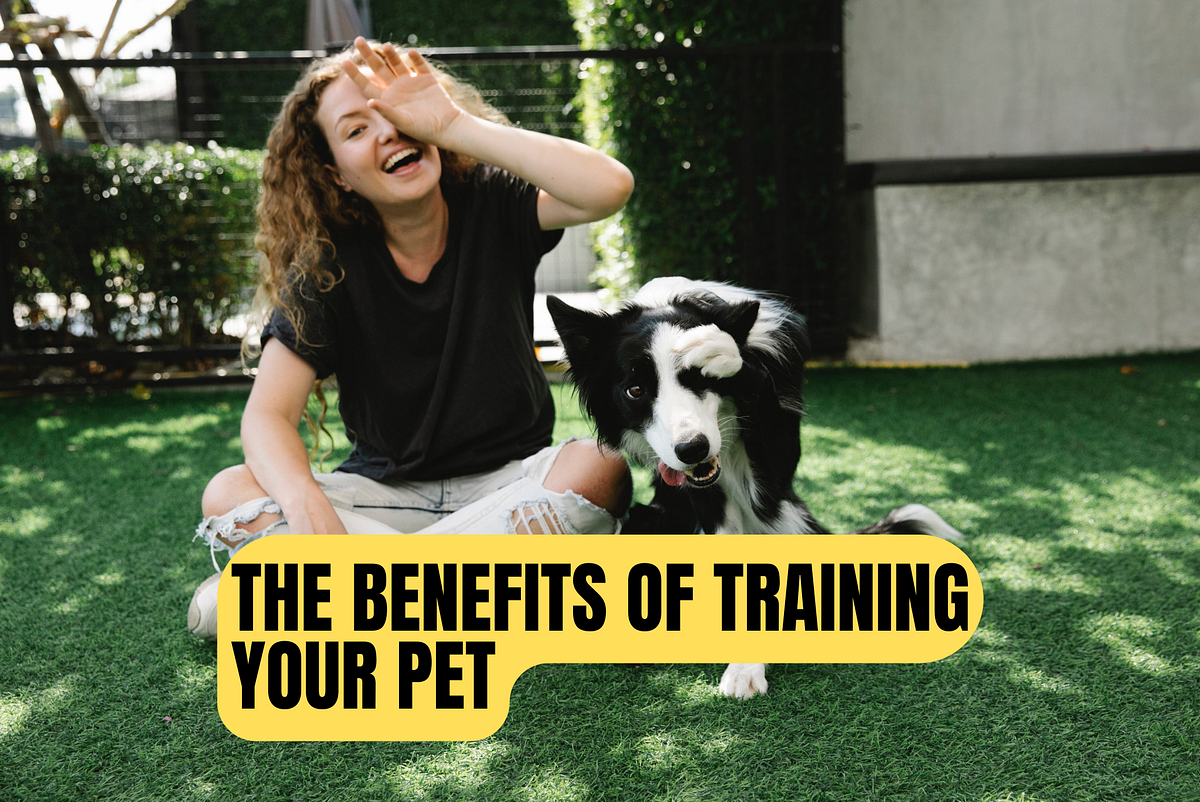 The Benefits of Training Your Pet | by About Pets | Medium