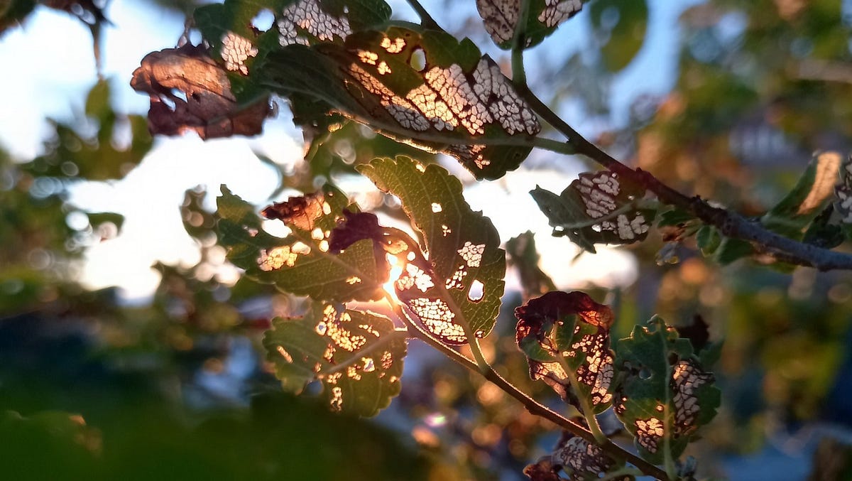 Being Comfortable with the Unknown — While Also Falling On My Face | by Joshua Wise | Medium