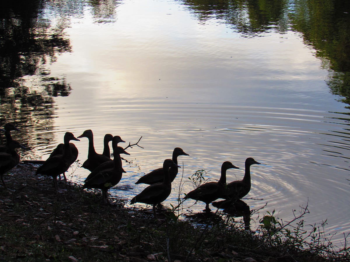 In The Gloaming. An Evening Experience | by Dennett | SNAPSHOTS | Medium