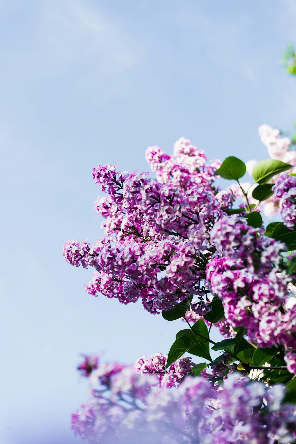 Lilacs . A poem a day - Sofia Monroy - Medium