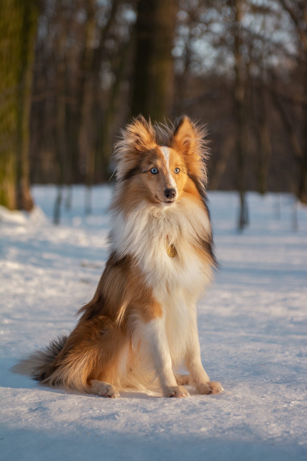 Best Korean dog 1:Jindo: A medium-sized hunting dog known for its ...