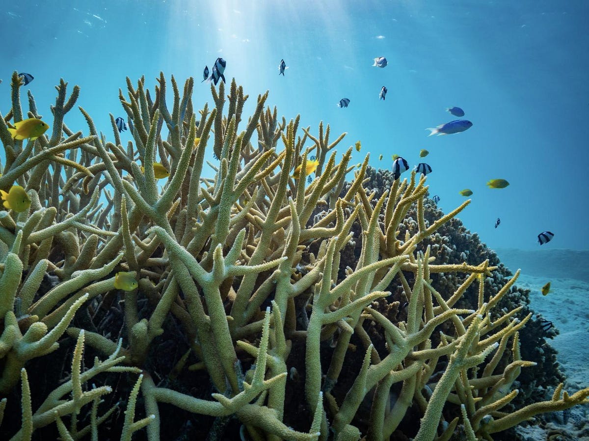Threatening the Jewel of the Sea: Exploring Ocean Acidification in ...