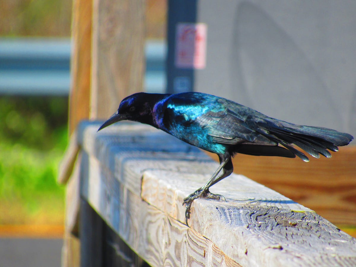 Boat-Tailed Grackles. A scrappy blackbird | by Dennett | Gardening ...
