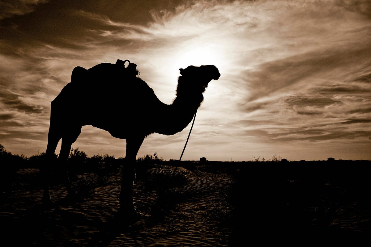 Unicorns vs Camels. When it comes to being an entrepreneur… | by Devin Wickerson | Medium
