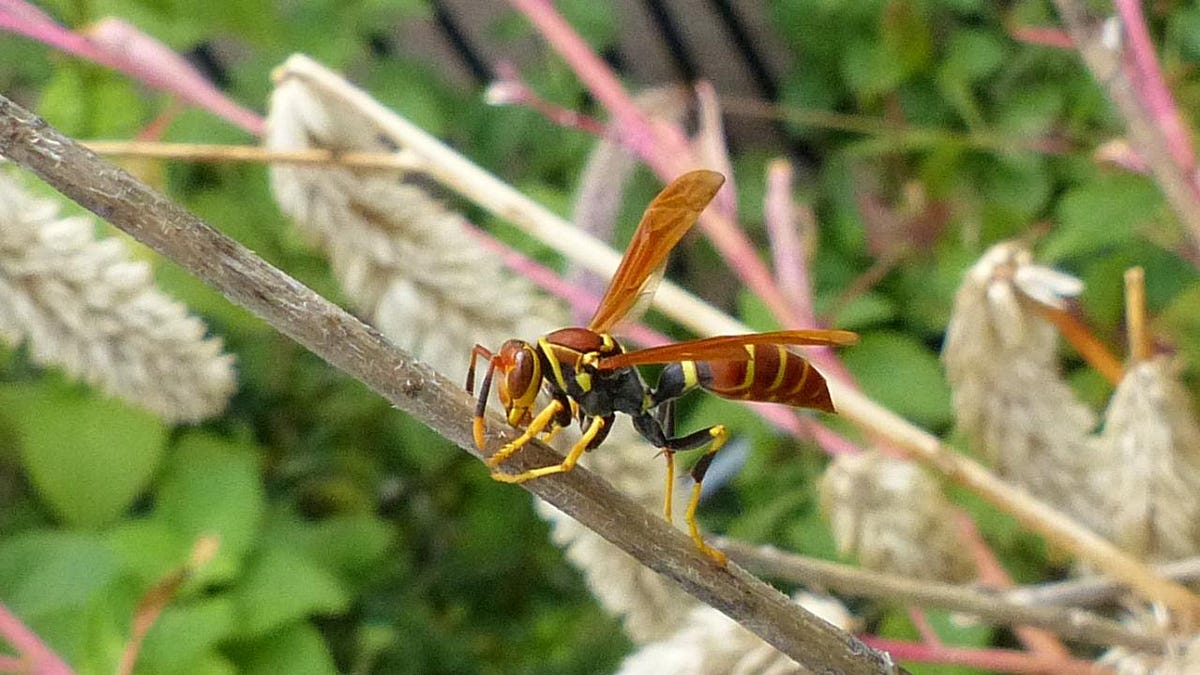 The Lesson I learned from a Wasp Sting | by Christine E. Staple Ebanks ...