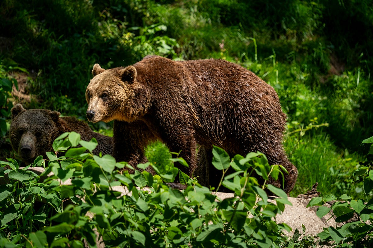 The Bear, The Man, and the Reality We Live In | by Giana | Nov, 2025 ...