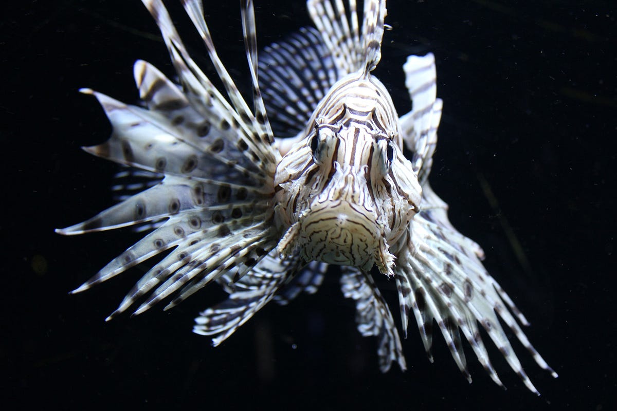 Harpoon-throwing robot takes invasive lionfish from ocean to table | by ...