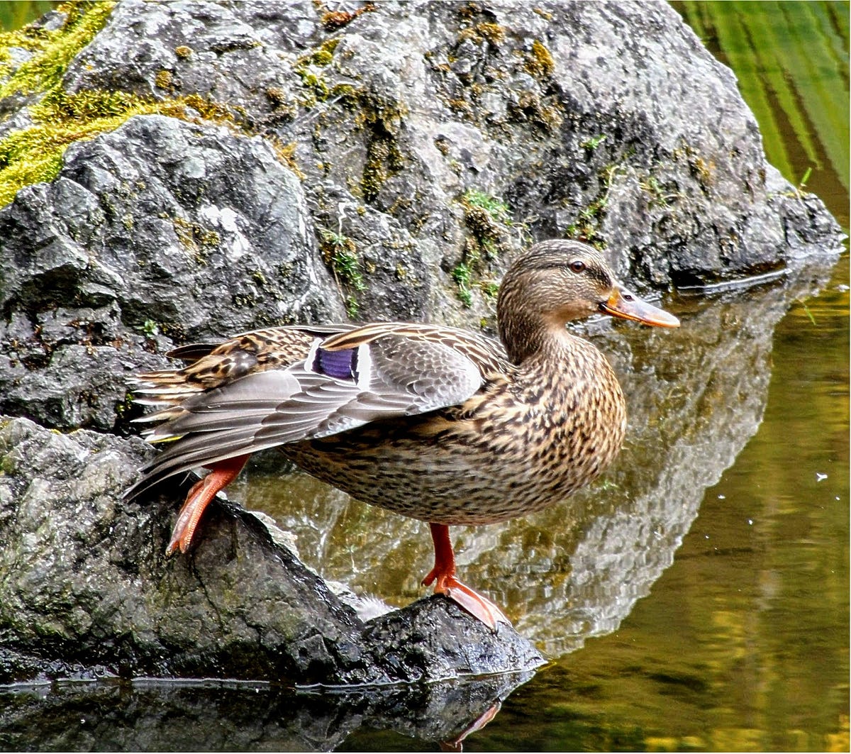 Duck Duet - Artique - Medium