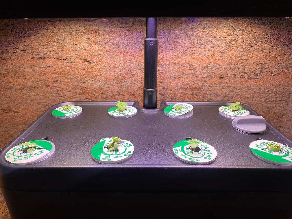 Thriving Herbs My Indoor Hydroponics Adventure By Michael Toback Oct 2024 Medium