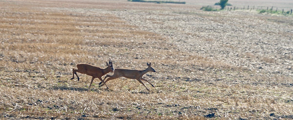 On the road for roe. Wildlife biologist and outdoor writer… | by Hornady Manufacturing | The ...