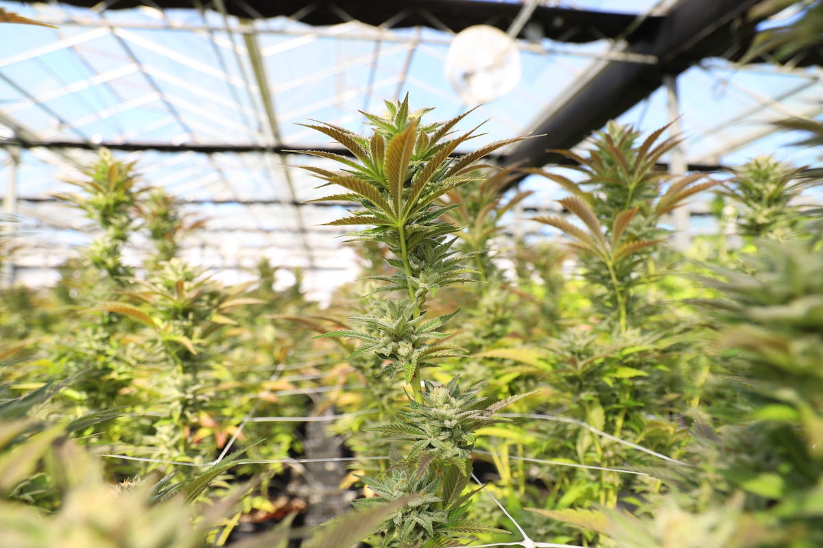 Weed Seeds: Cultivating Nature’s Green Gold | by Herbies Nation ...