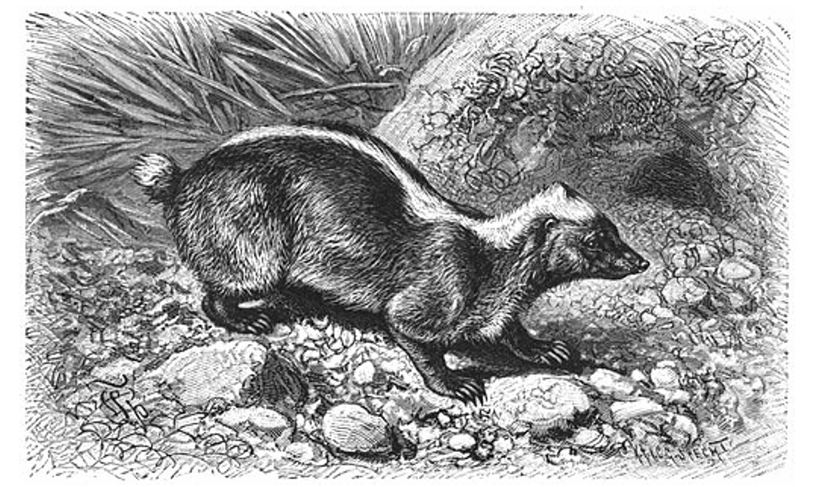Teledu. This animal won’t badger… literally | by Avi Kotzer | Silly ...