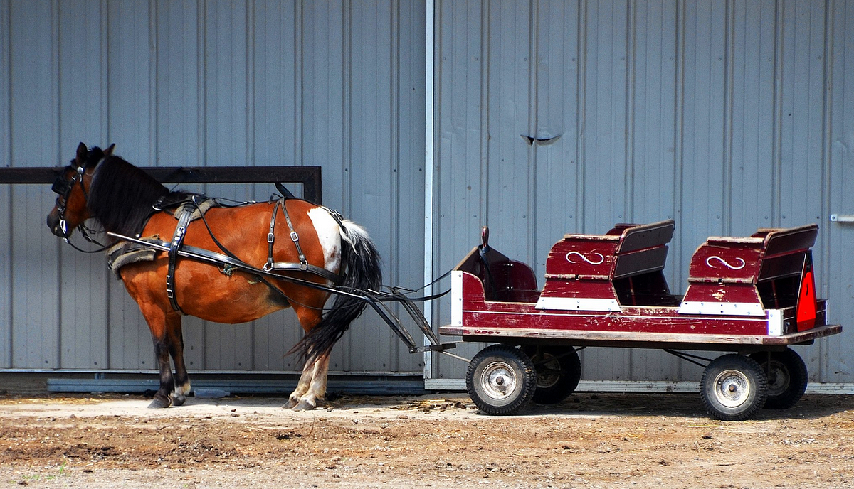 AMISH DRIVER’S TRAINING - REFLECTIONS by Dawn - Medium