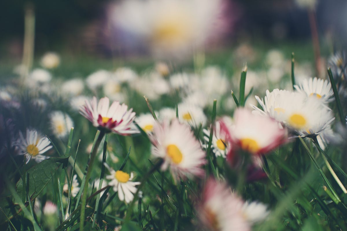 In my head, I have a dream life — doesn’t everyone? | by Angelyn Dodson | Medium