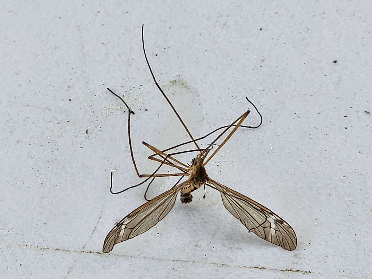 Crane Flies. Texas mosquito | by Craig Samuel | Short. Sweet. Valuable.