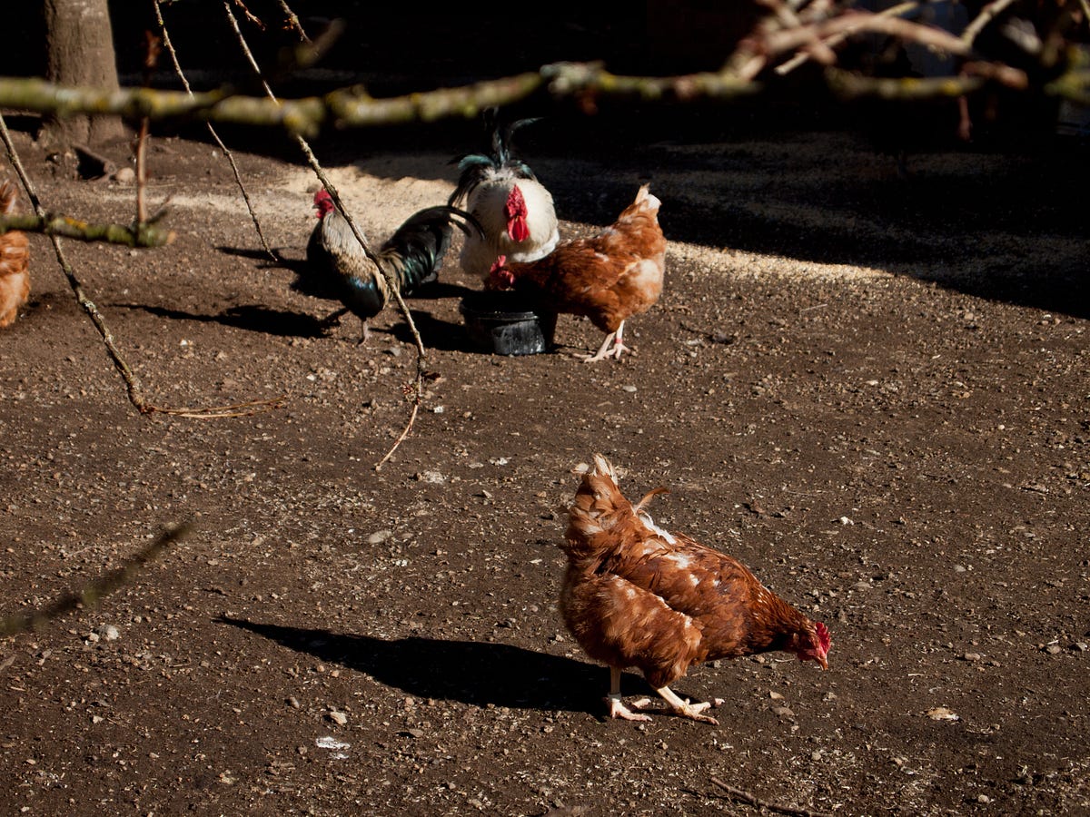 The Chicken Man. A Short Story About Signs, Wonders, and… | by Jessica ...