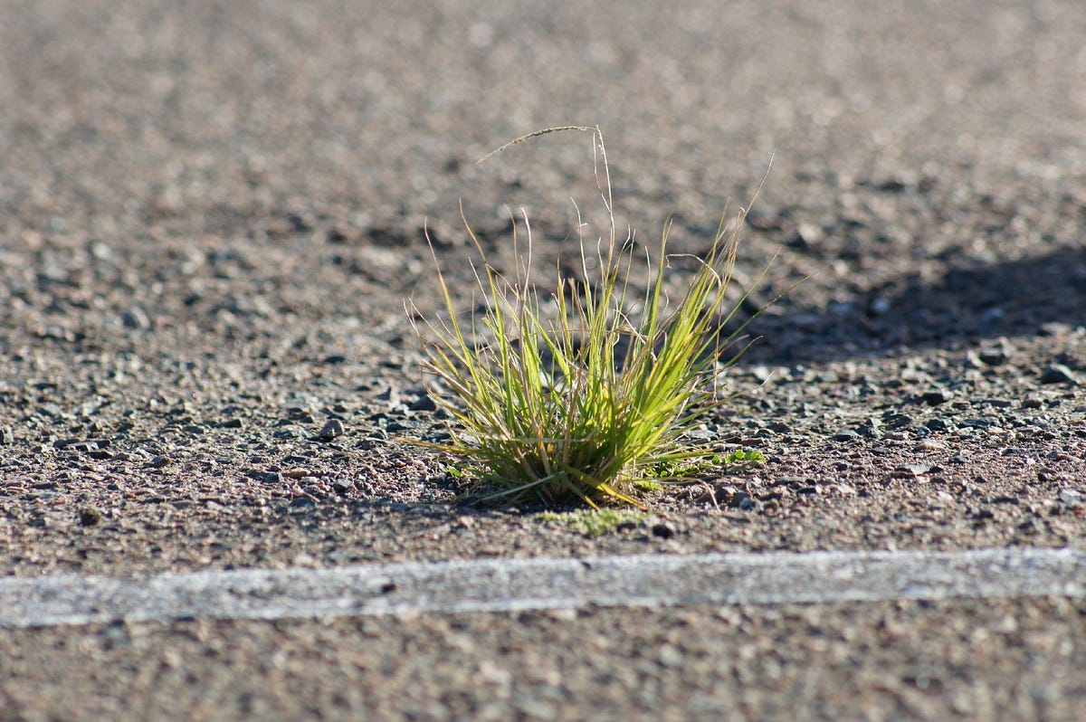 Weeds, Concrete, and Art — How They Can Improve Your Writing | by Lynda ...