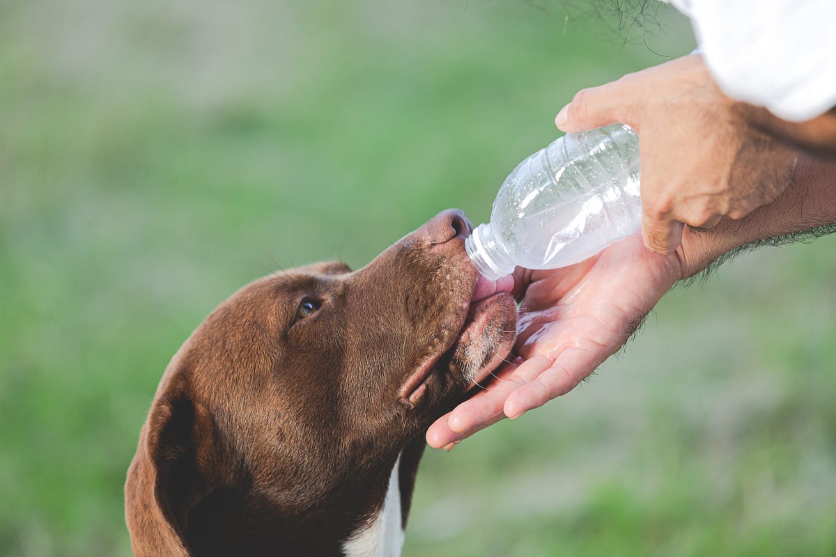 Can Dogs Drink Liquid IV? A Closer Look at Hydration Solutions for Pets ...