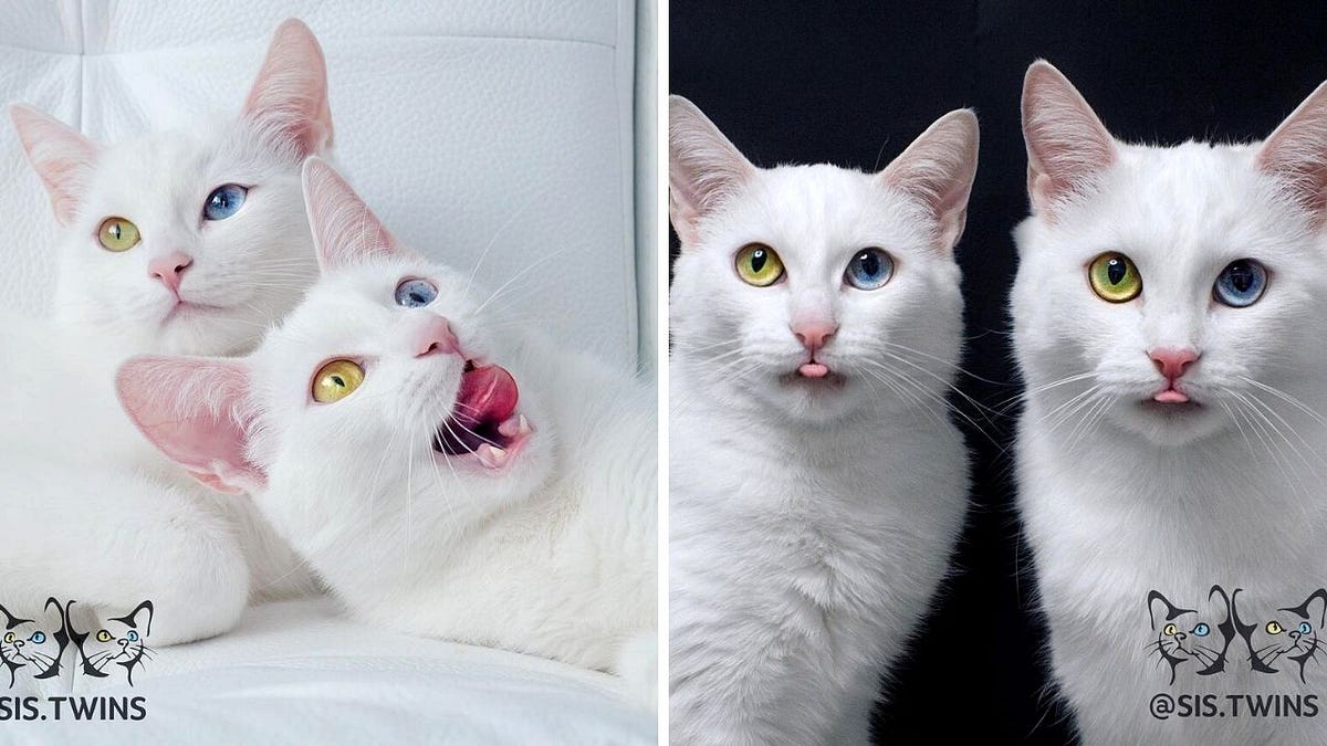 Meet the Glamorous Twin Cats In the Universe — Iriss and Abyss | by ...
