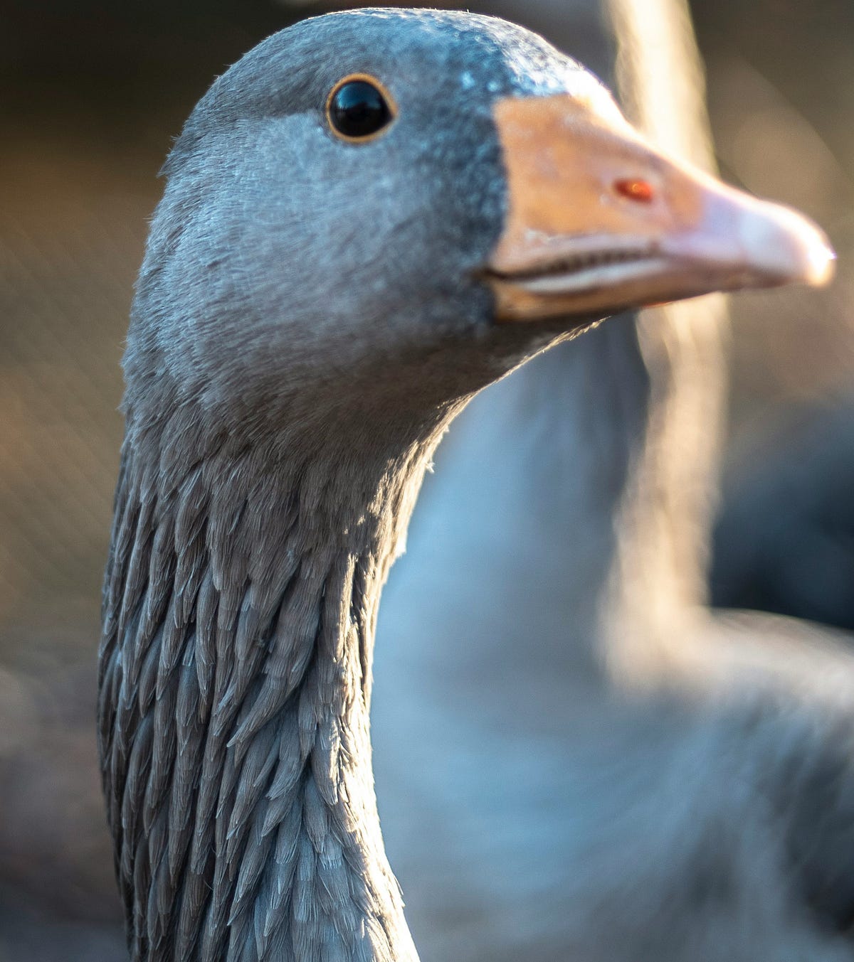 DuckDB and the Next Frontier of OLAP Databases🦆 | by CortexFlow | The Software Frontier | Medium