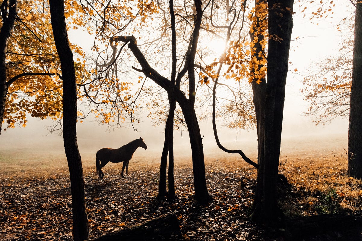 A Rescue Plea From A Horse Who Does BDSM | by Michael Kellman | The ...