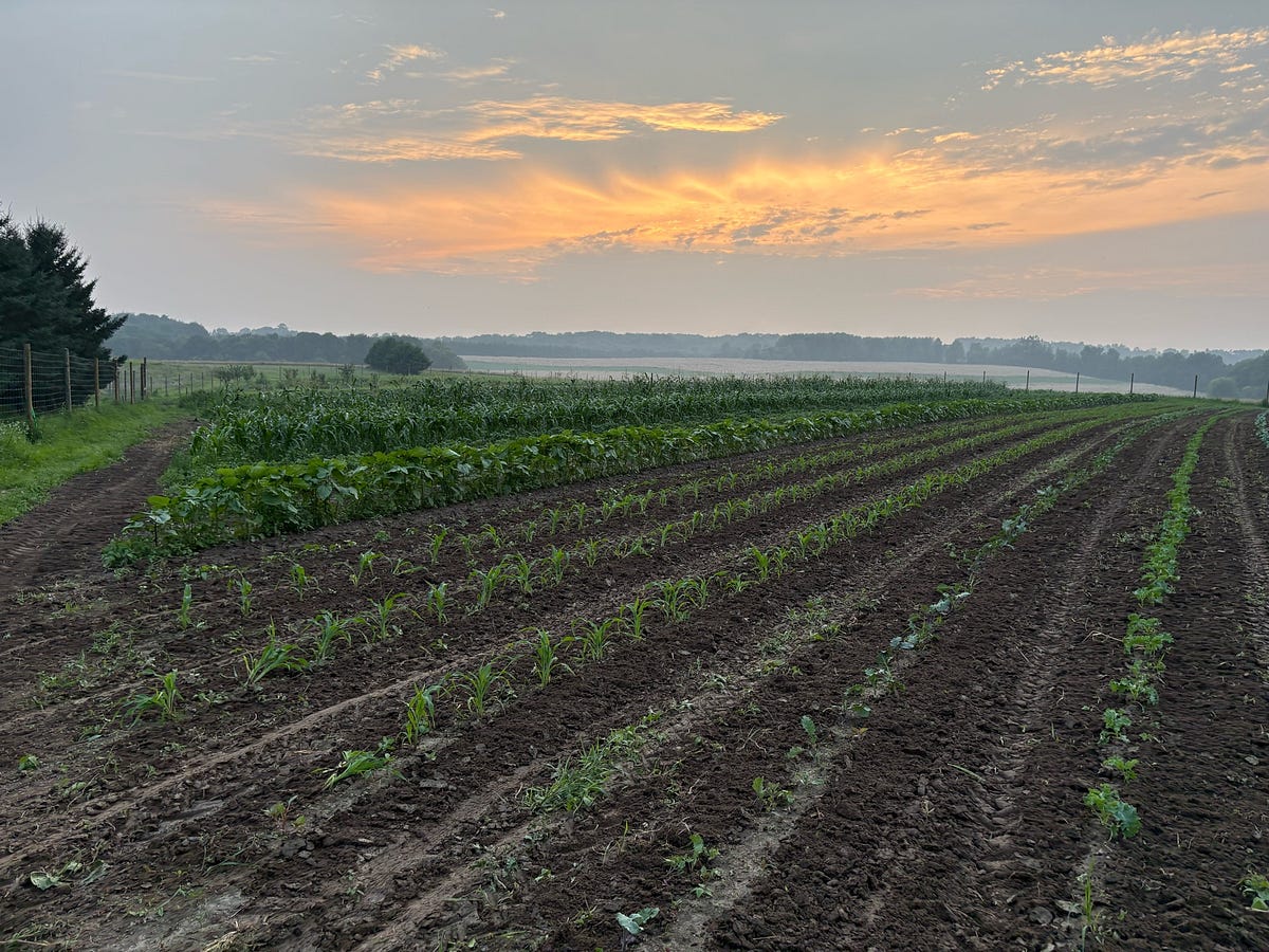 Farm Friday, August 1st, 2025. It has been a while | by Andrew Gaertner ...
