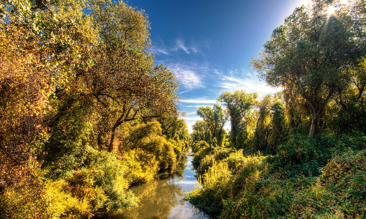 Sacramento, California’s ‘City of Trees’ | by Mike McPhate | The ...