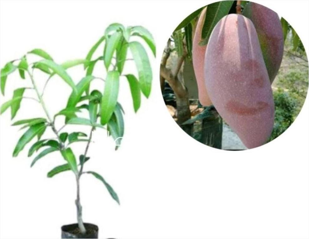 Bibit Mangga Red Ivory Tanaman Purworejo Terlaris | by farzan bibit ...