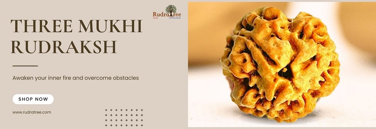 Three Mukhi Rudraksh. Embrace Divine Harmony: The Mystical… | by RudraTree | Apr, 2024 | Medium