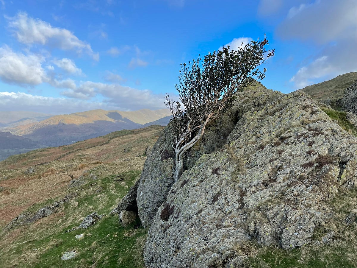 Never ignore a holly. The tree looked lonely, growing from… | by ...