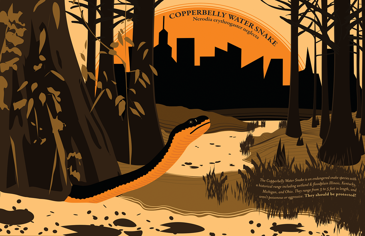 Design Lab, Project 4: Copperbelly Water Snake Kinetic GIF | by Lucas Barnes | Medium