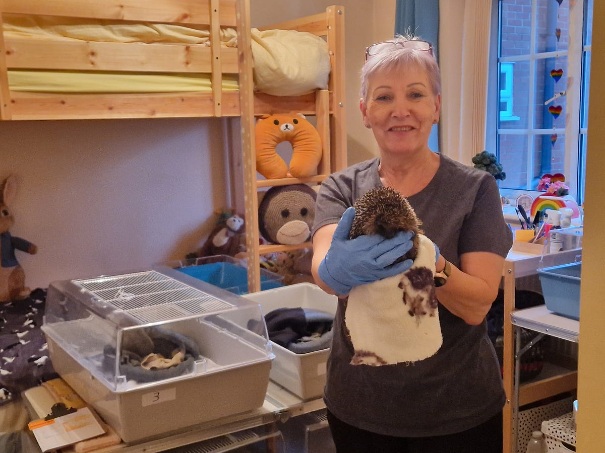Meet Julia Sixsmith, owner of Hindley’s only hedgehog hospital | by ...
