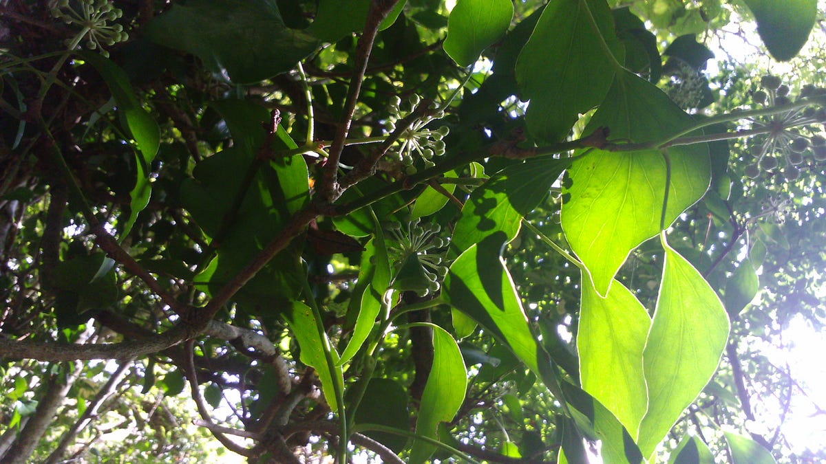 Lessons In Leaves. Michaelmas is long gone and no one has… | by lisa ...