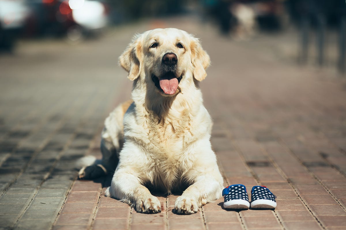 ¡Buscamos al perro del mes para Julio! | by HAPPY CAN CAMP | Medium